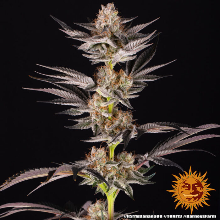 RS11 x Banana OG Barney's Farm | ☘️ NasionaMarihuany.pl