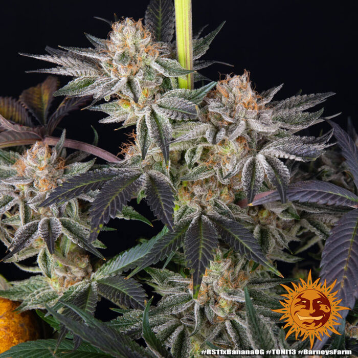 RS11 x Banana OG Barney's Farm | ☘️ NasionaMarihuany.pl
